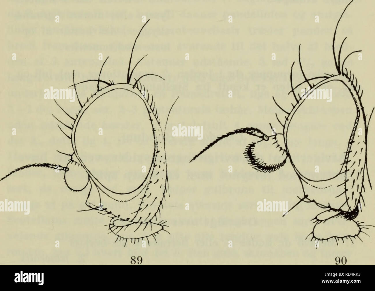 . Danmarks fauna; illustrerede haandbøger over den danske dyreverden ...