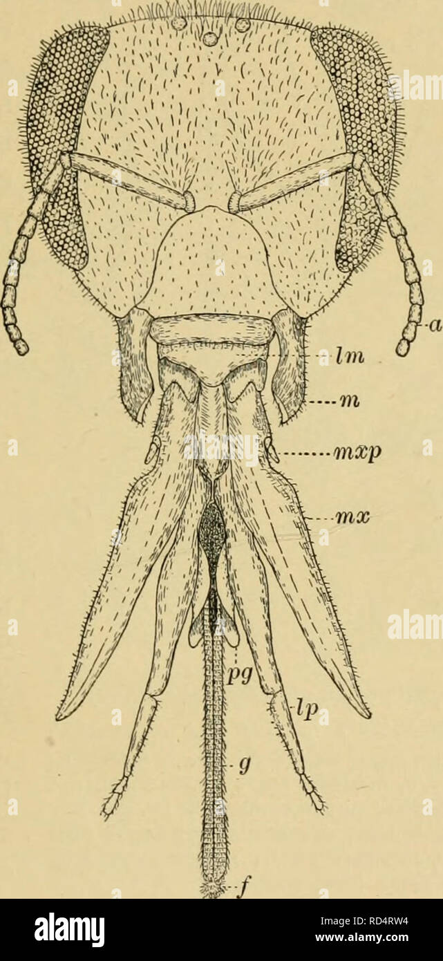 Biting Insect Mouthparts Anatomy