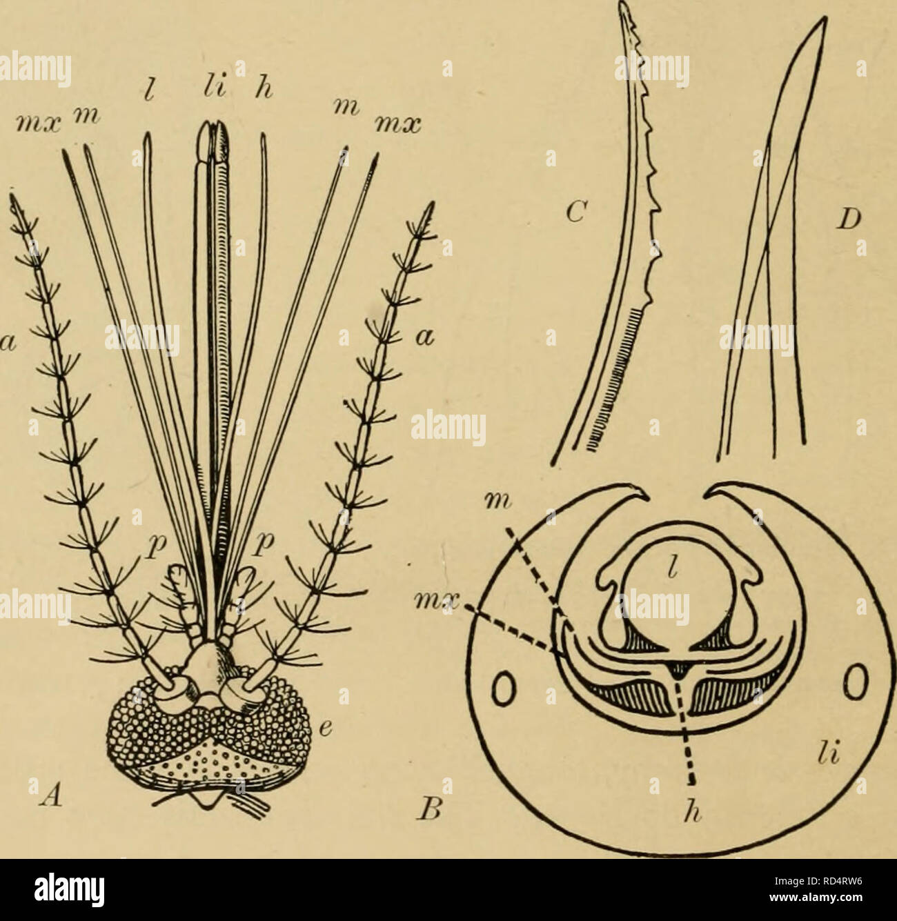 . Elementary entomology. Entomology. Fig. 17. Cross section of ...
