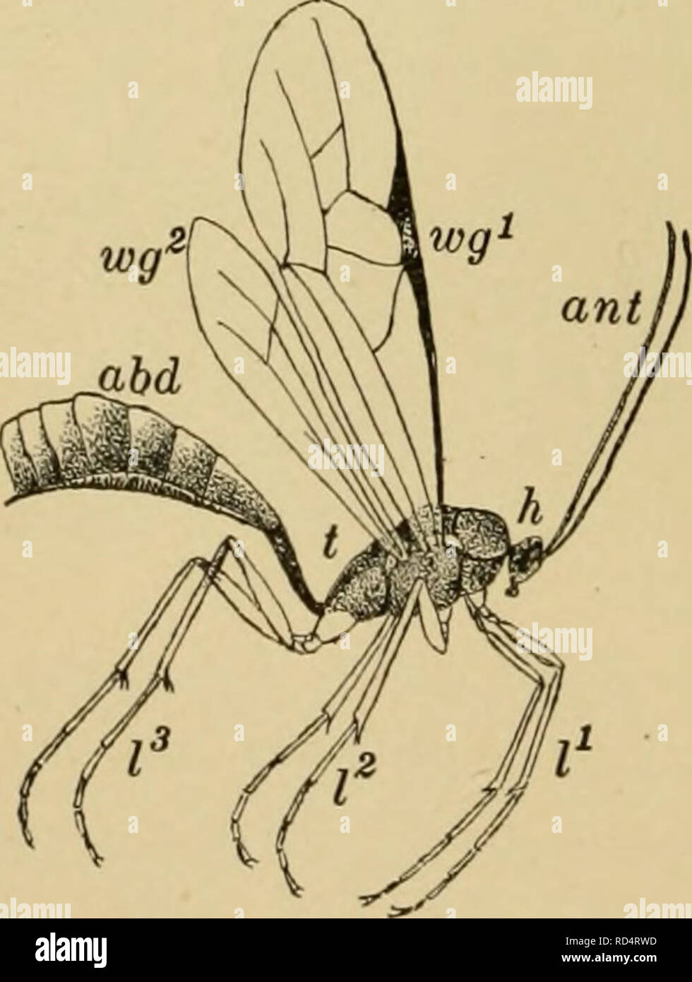 . Elementary entomology. Entomology. Fig. 5. A spider; a typical ...