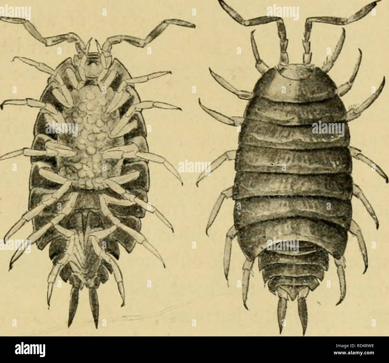 Nacles hi-res stock photography and images - Alamy