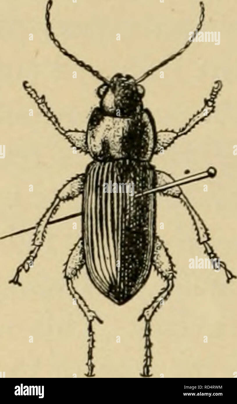 . Elementary entomology. Entomology. 348 ELEMENTARY ENTOMOLOGY. Fig ...