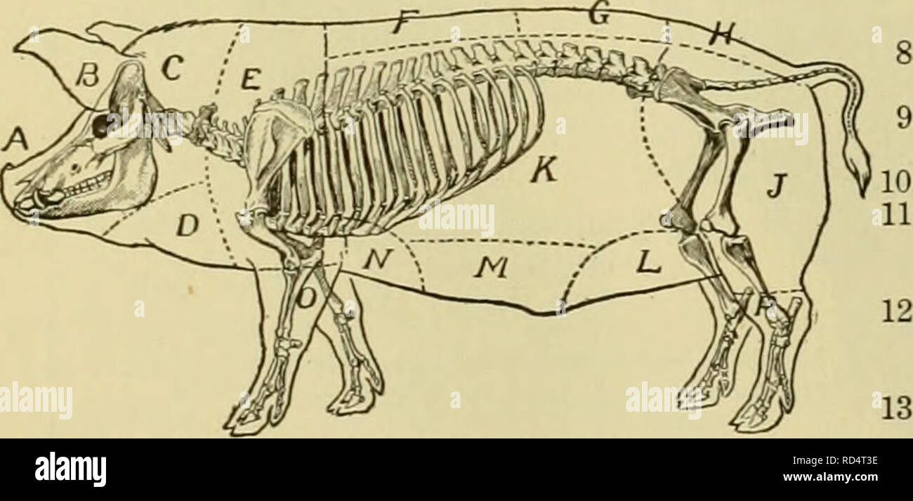 Shoulder girth hi-res stock photography and images - Alamy