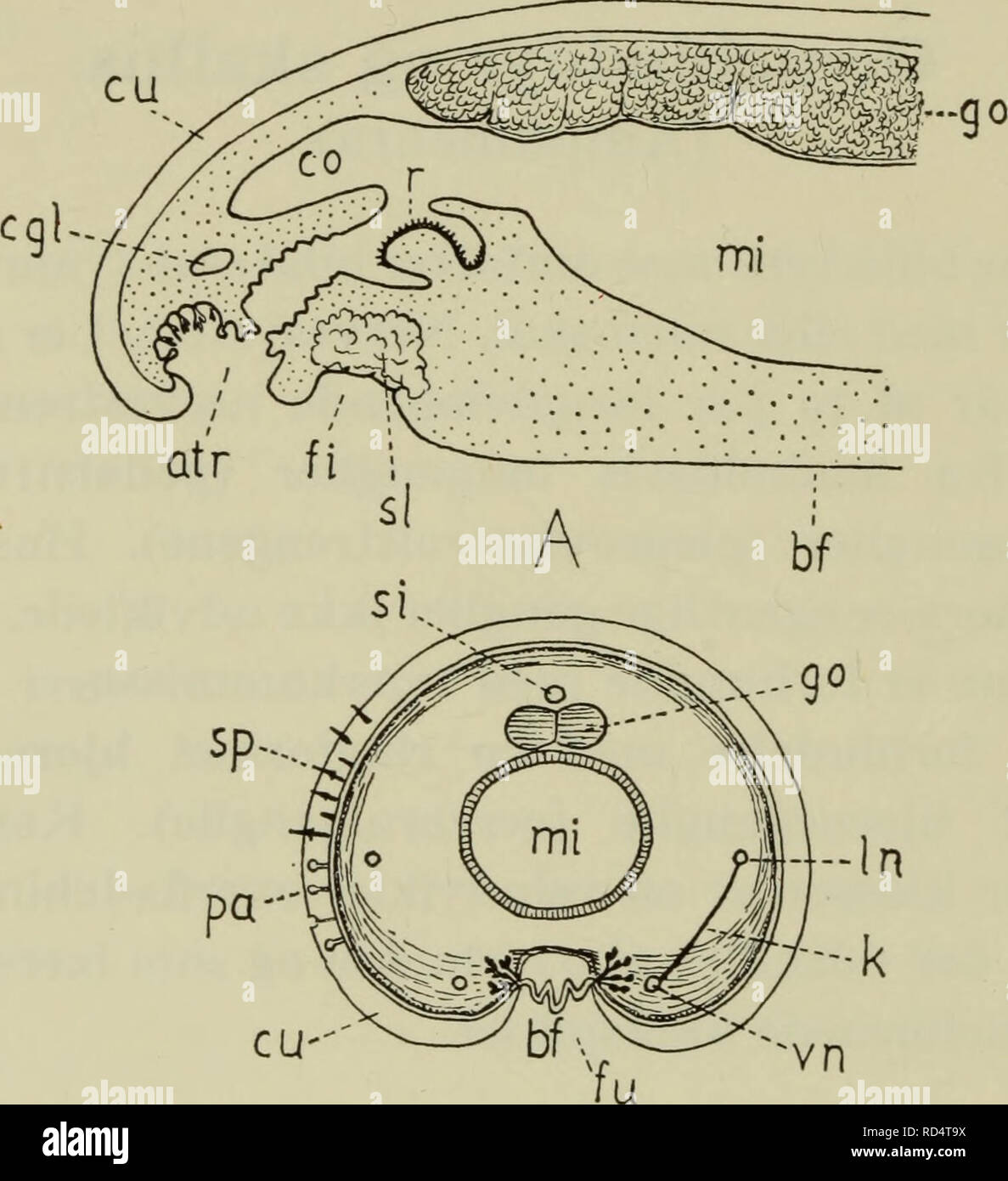 Solenogastres hi-res stock photography and images - Alamy