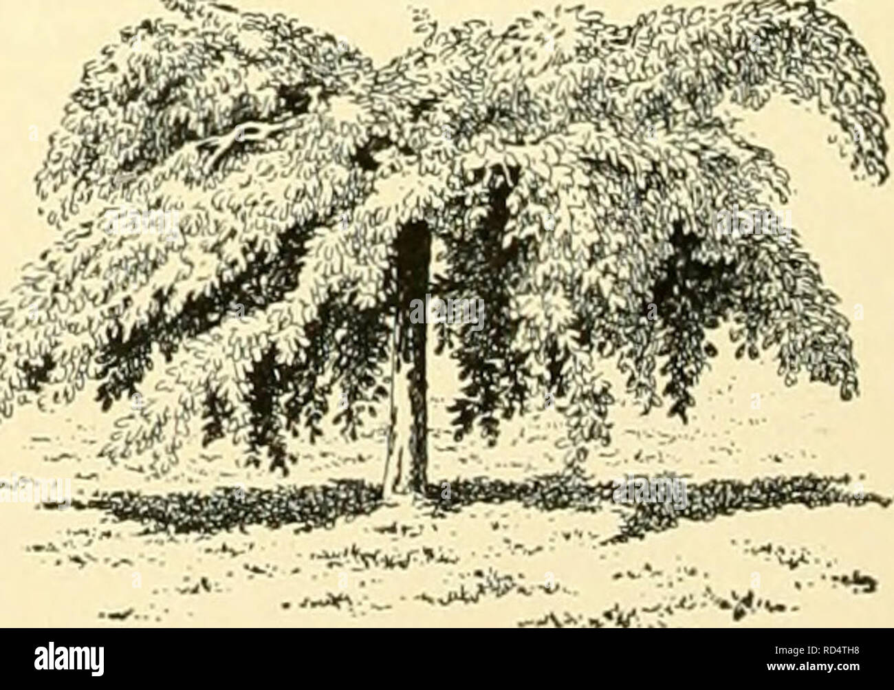 Ulmus glabra huds hi-res stock photography and images - Alamy