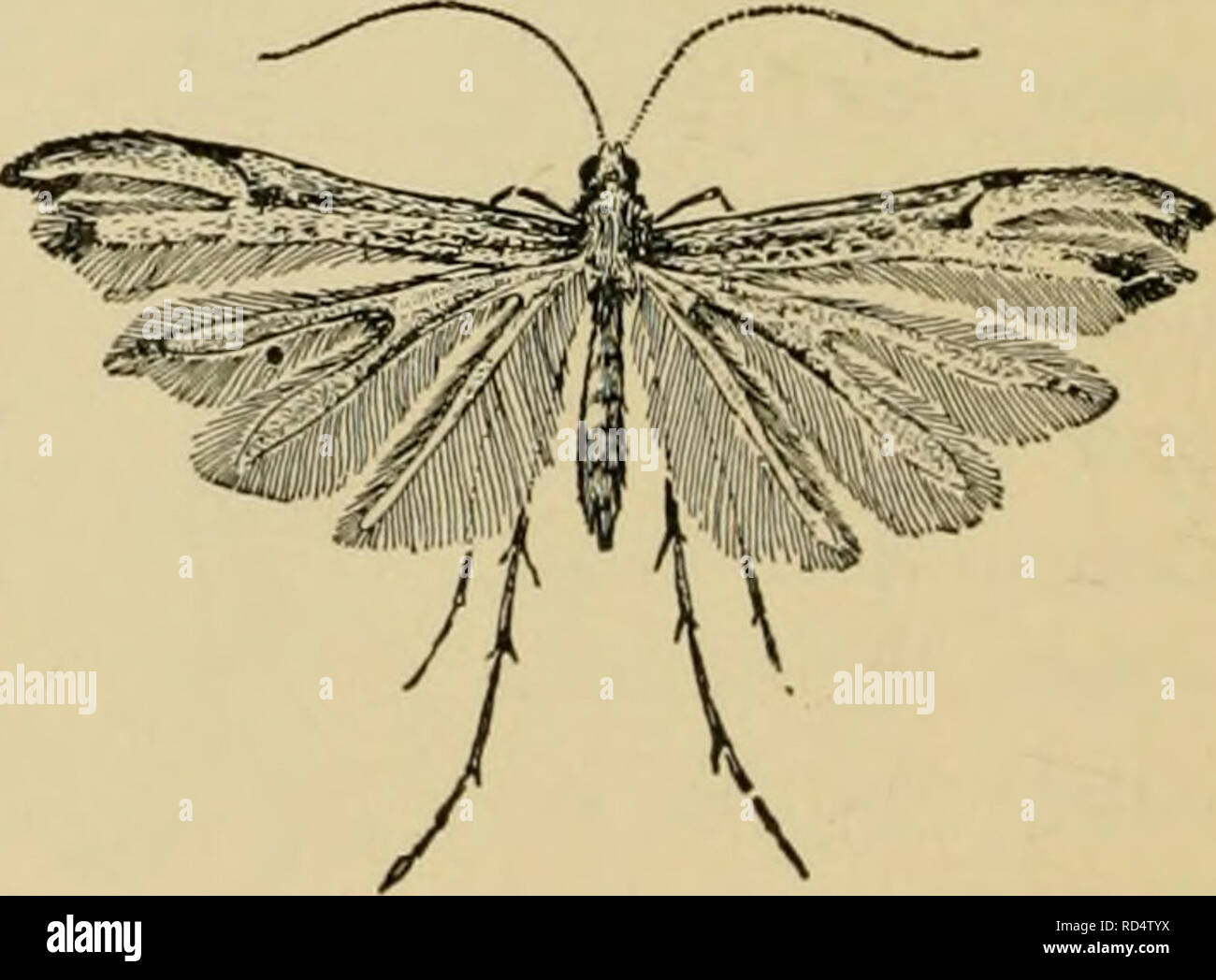 Moths rest with wings up hi-res stock photography and images - Alamy