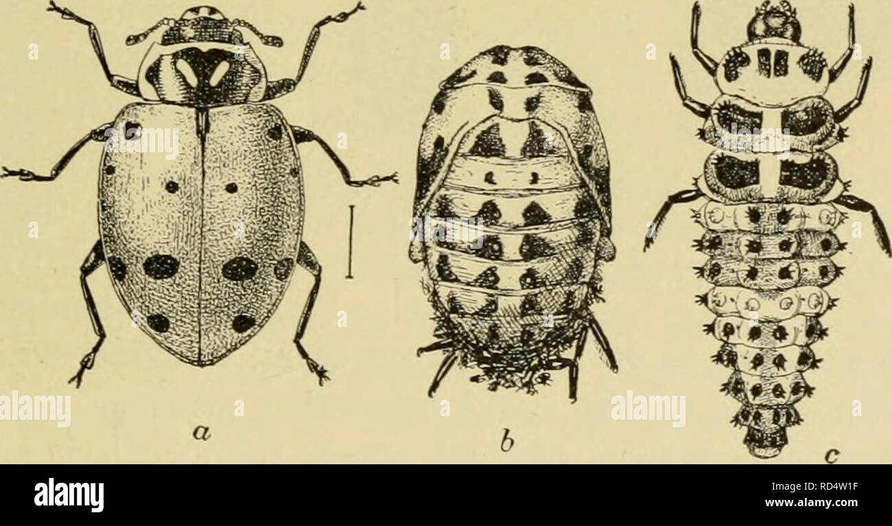 . Elementary entomology. Entomology. THE BEETLES l6l hiniacitlata) is a ...