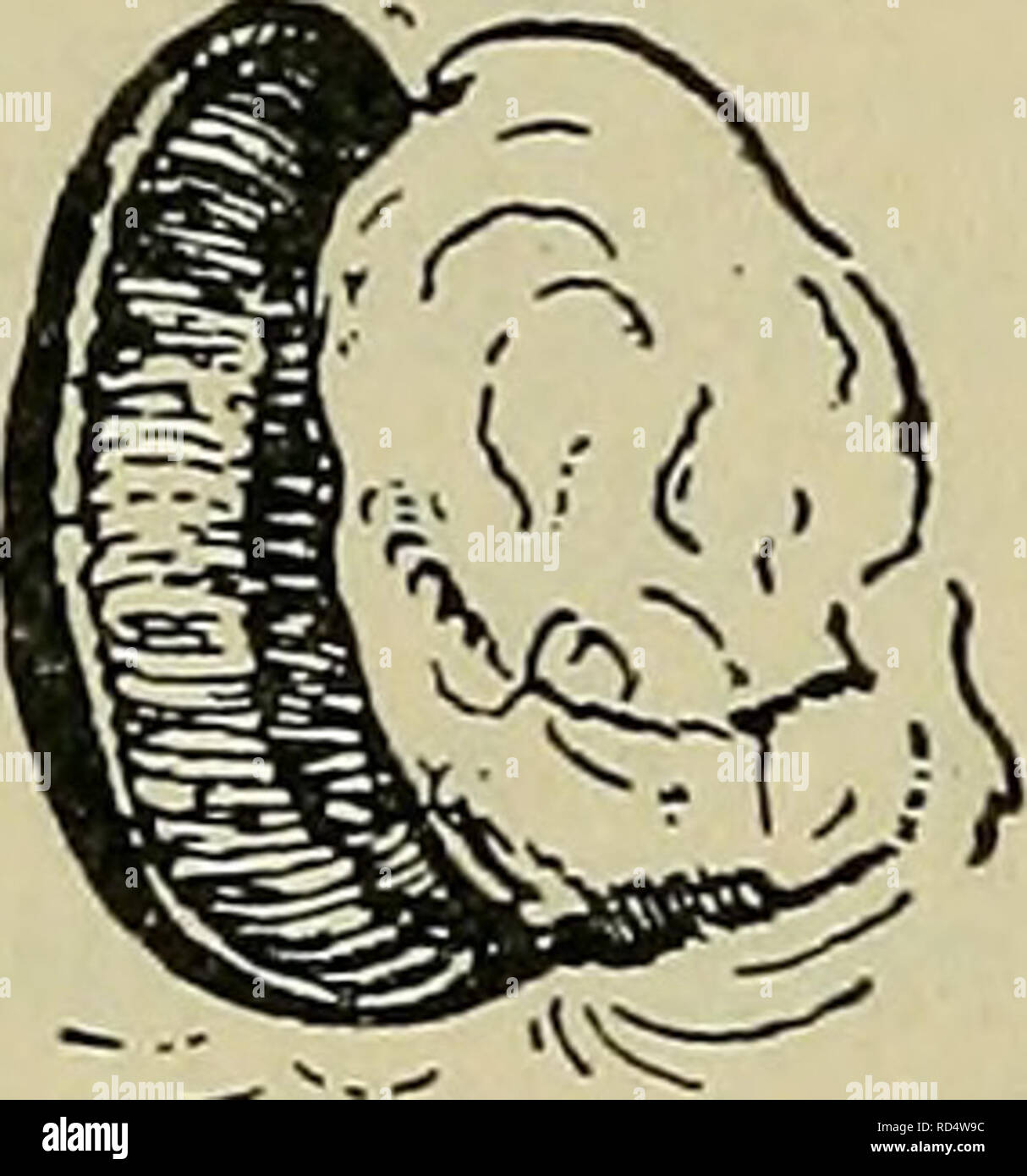 Hule dog hi-res stock photography and images - Alamy