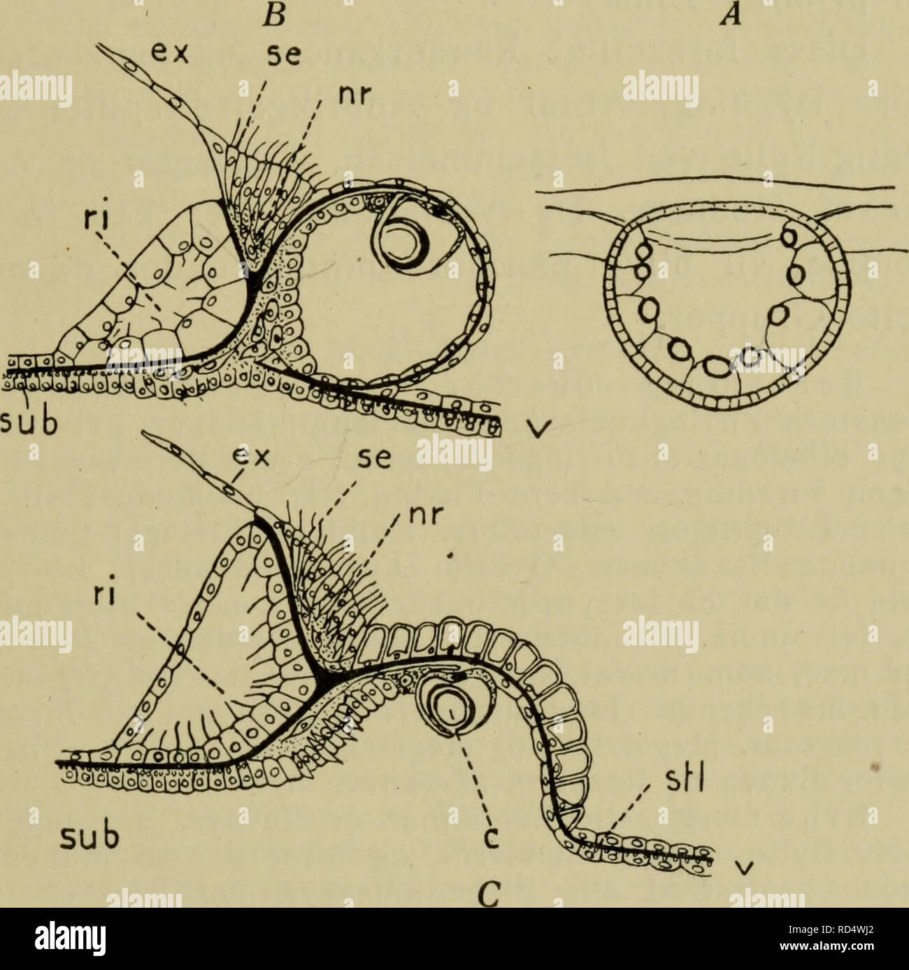 Meduser hi-res stock photography and images - Alamy