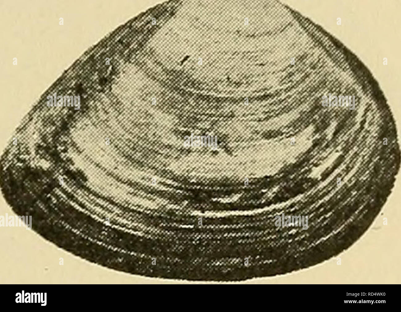 . Danmarks fauna; illustrerede haandbøger over den danske dyreverden ...