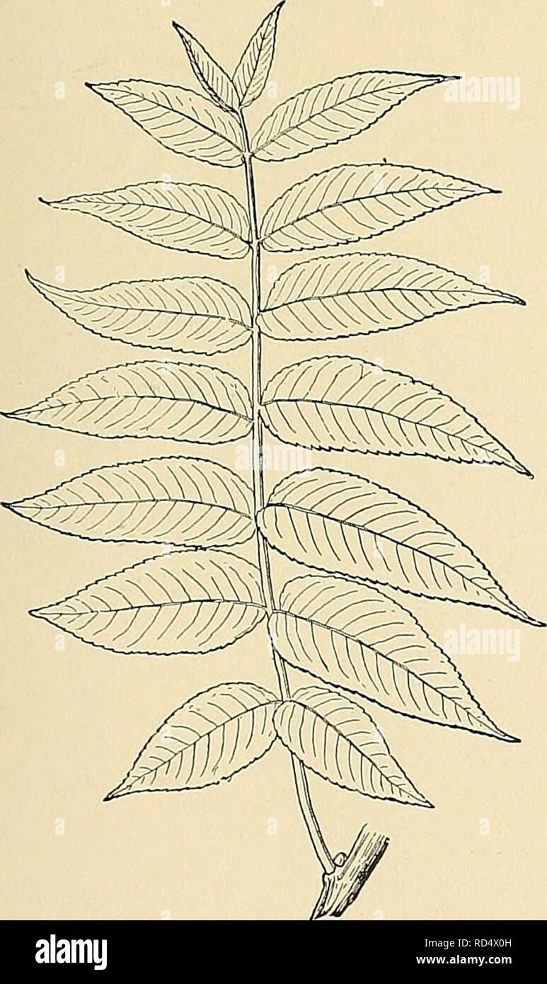 Scheelea hi-res stock photography and images - Alamy