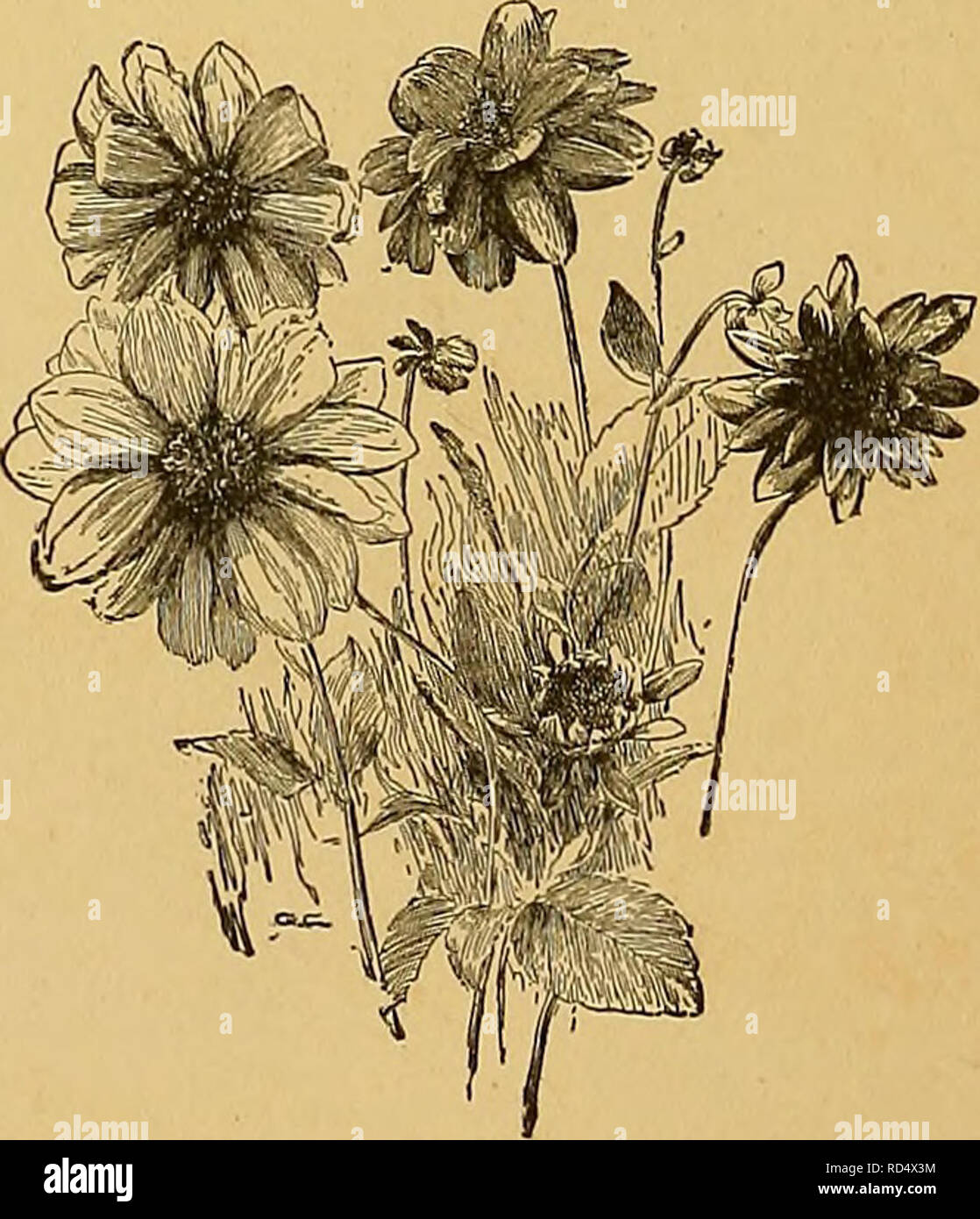 Tree dahlia dwarf hi-res stock photography and images - Alamy