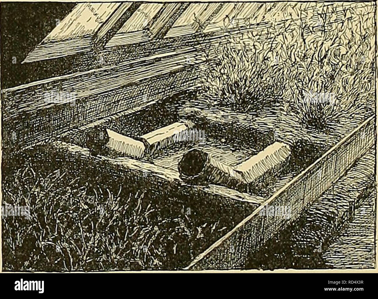 Throwing fruit to each other hi-res stock photography and images - Alamy