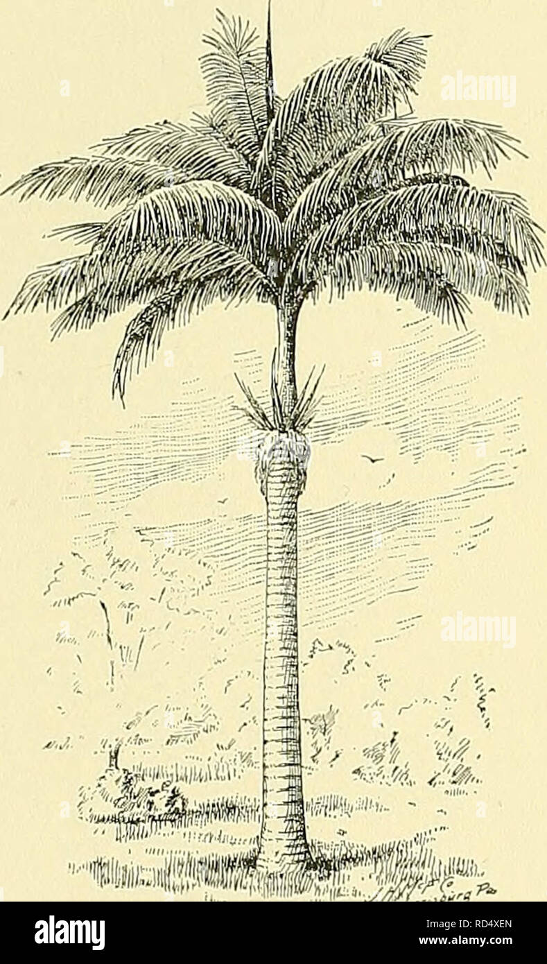 Oreodoxa regia hi-res stock photography and images - Alamy