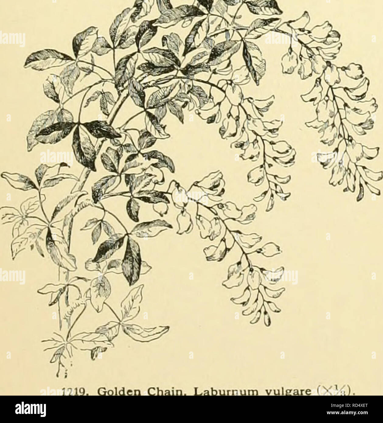 Laburnum seeds hi-res stock photography and images - Alamy