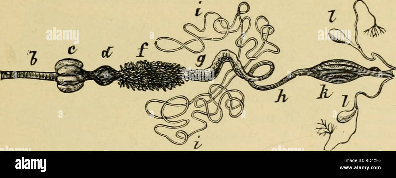 . Elementary entomology. Entomology. ANATOMY OF INSECTS — INTERNAL ...