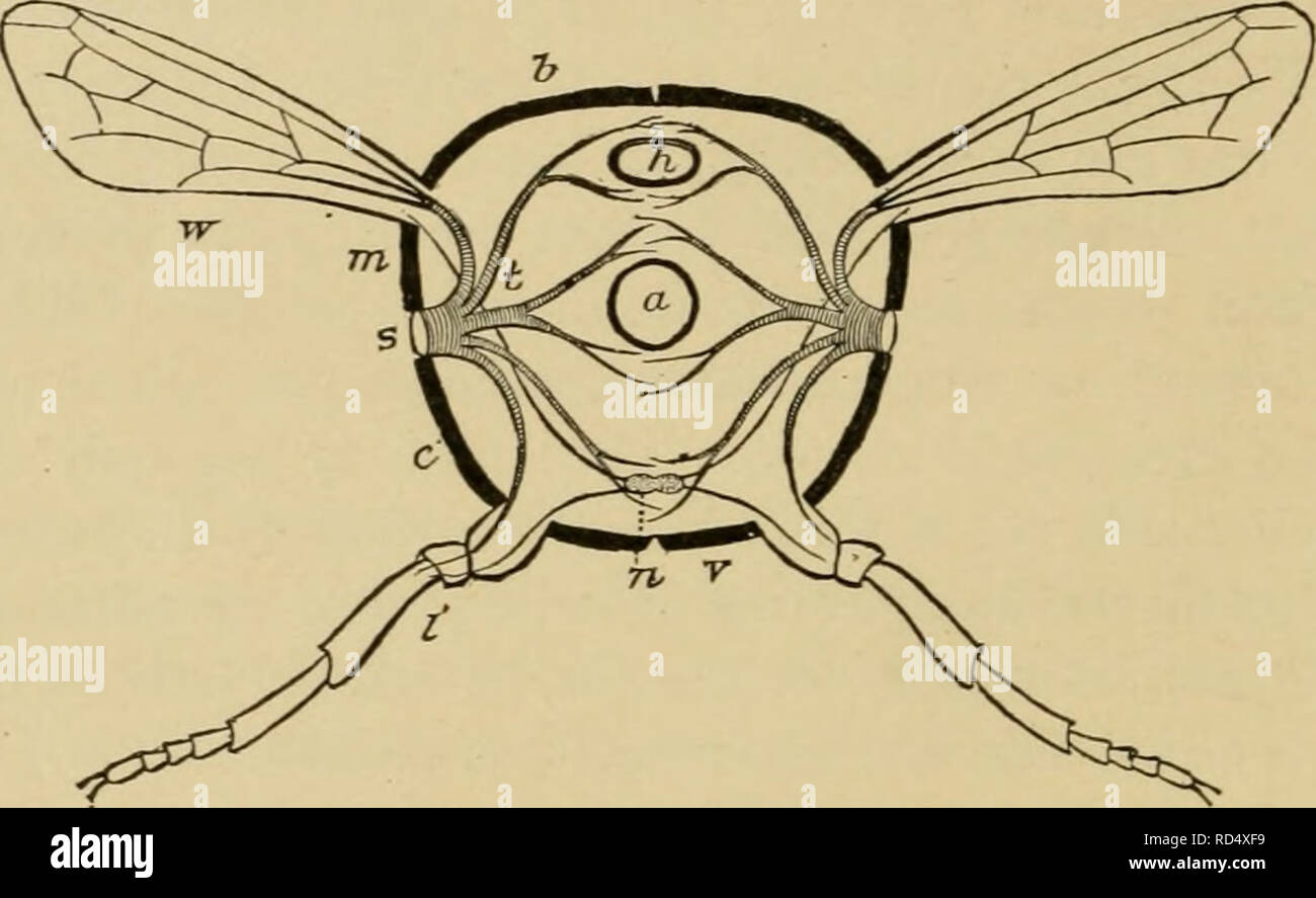 Insect anatomy inside hi-res stock photography and images - Alamy