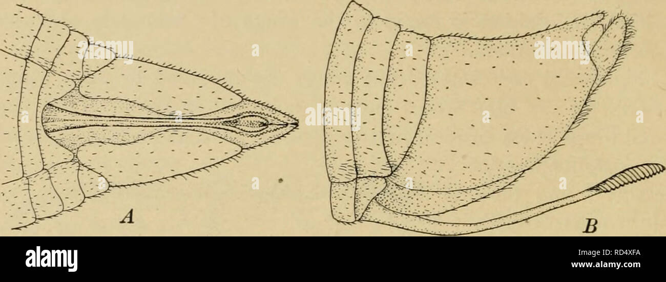 Ovipositors Stock Photos & Ovipositors Stock Images - Alamy
