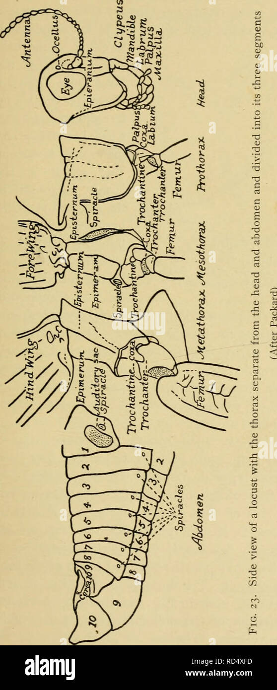. Elementary entomology. Entomology. ANATOMY OF INSECTS — EXTERNAL 21 ...