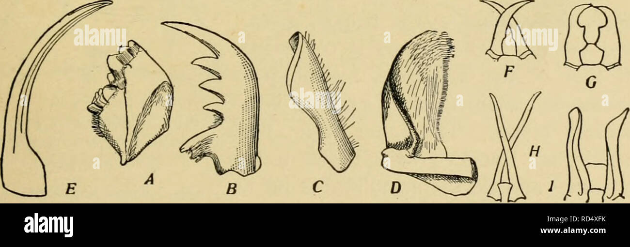 . Elementary entomology. Entomology. Fig. II. Mouth-parts of ...