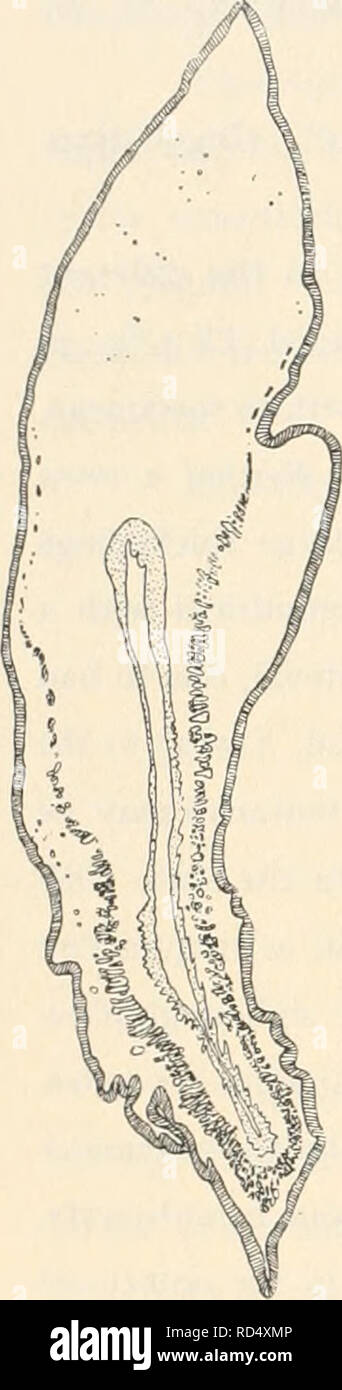 . The Danish Ingolf-Expedition. Scientific expeditions; Arctic Ocean ...
