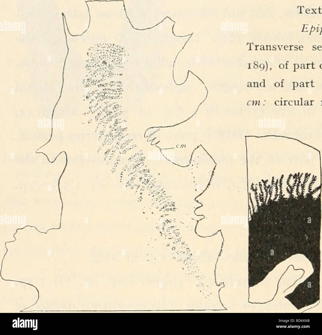Weak consistency hi-res stock photography and images - Alamy