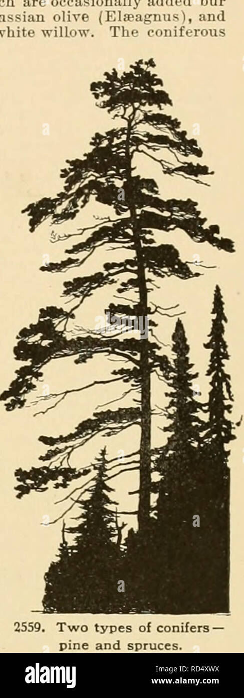 Black walnut trees canada hi-res stock photography and images - Alamy