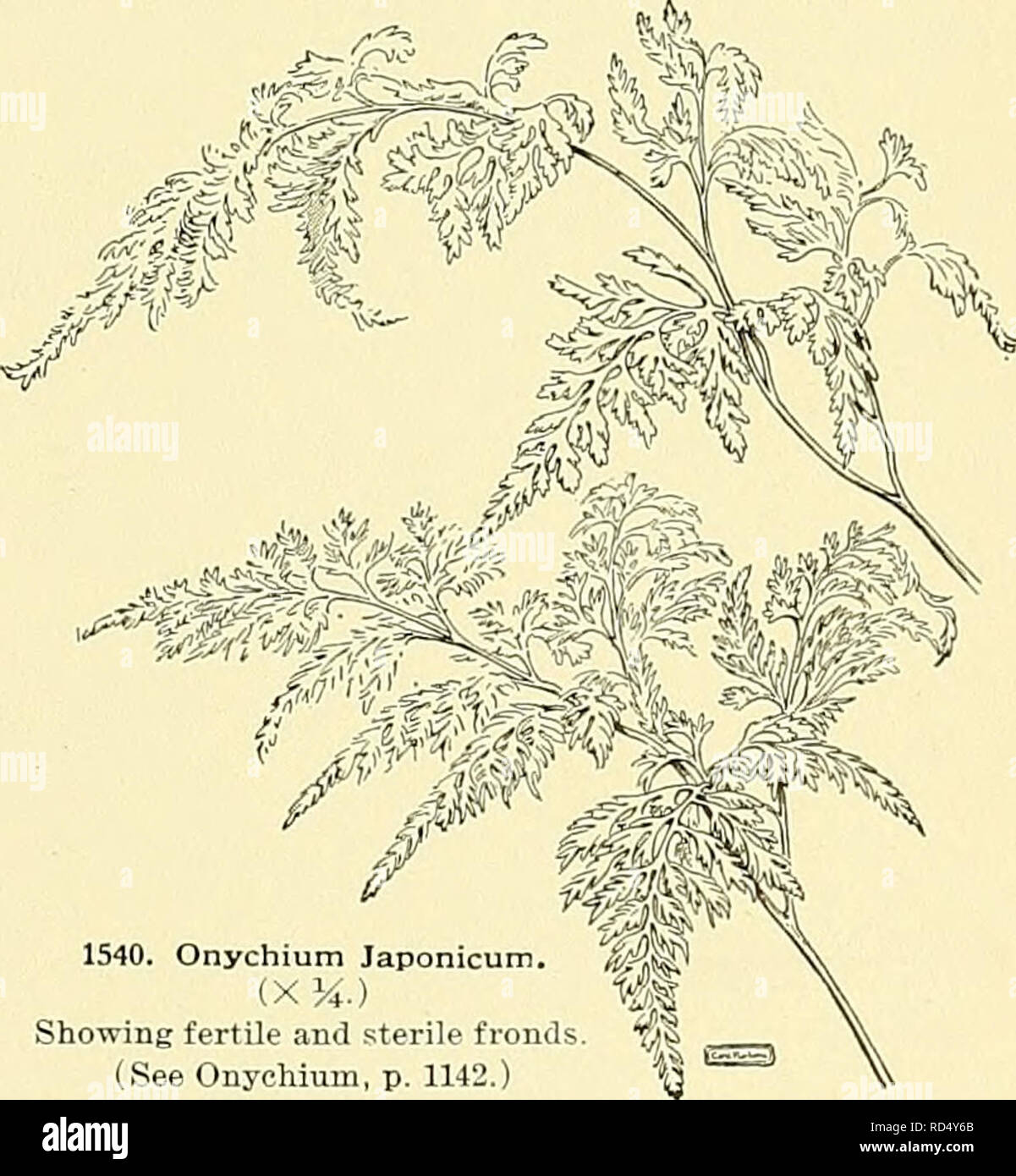 Trifoliolate hi-res stock photography and images - Alamy