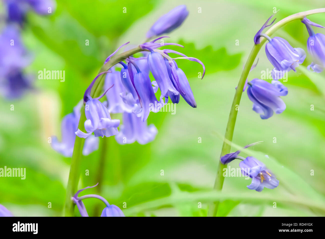 Bluebells growing on forest floor on bright, green and natural blurred ...