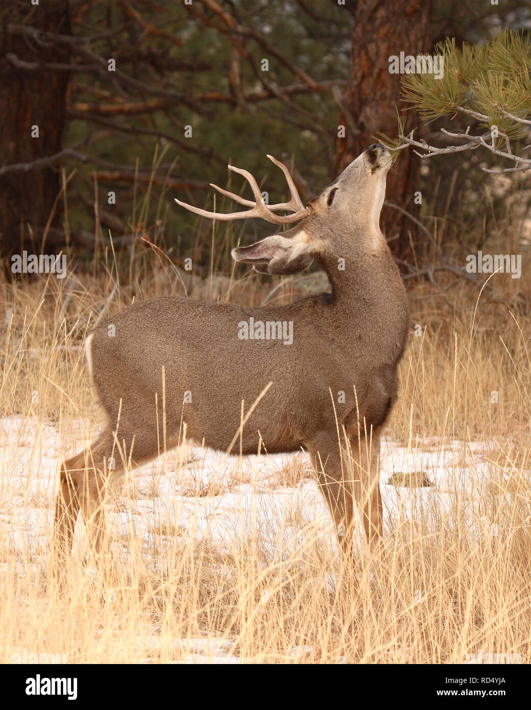 A Mule Deer stretching to take a winter bite Stock Photo - Alamy