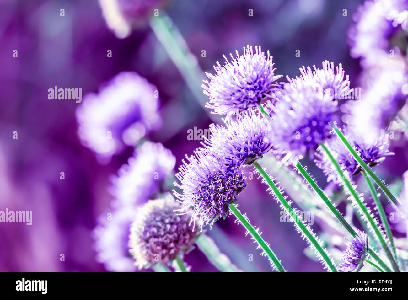 Southern globe thistle,purple ,wild and delicate flowers growing on ...