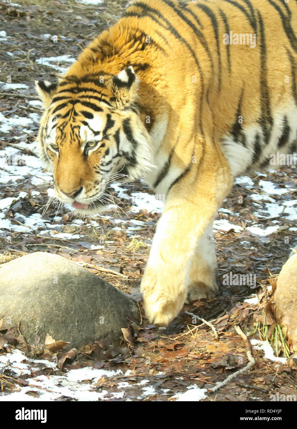 Tiger approaching wild animal hi-res stock photography and images - Alamy