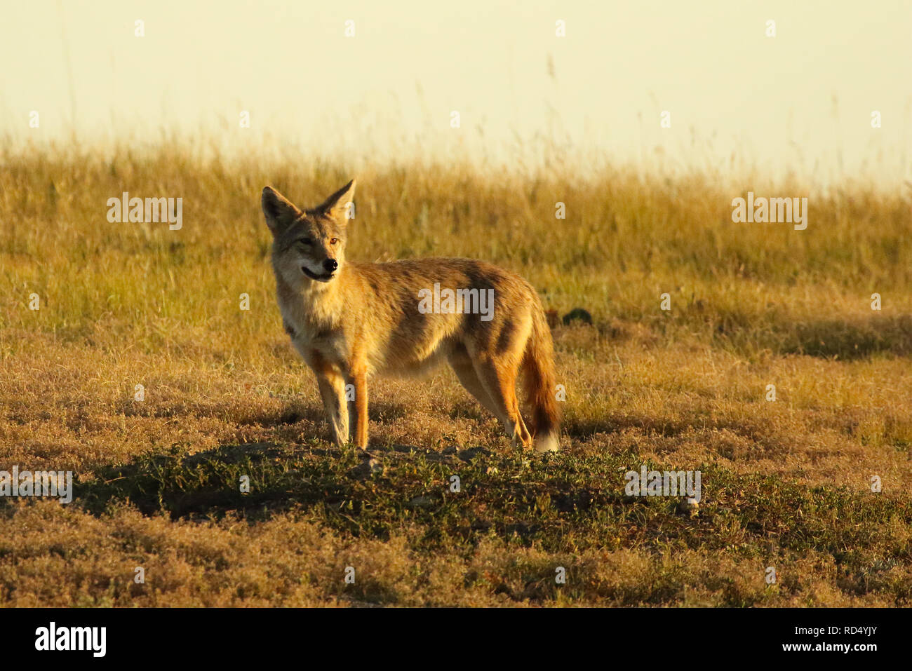A Coyote looking back in the Badlands Stock Photo - Alamy