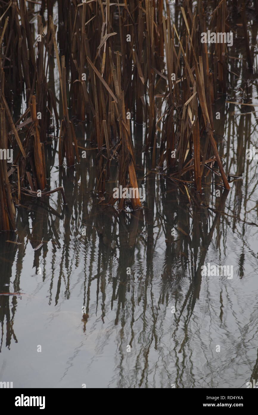 Natural Background of Dead Brown Reeds in a Wetland. Exeter, Devon, UK ...