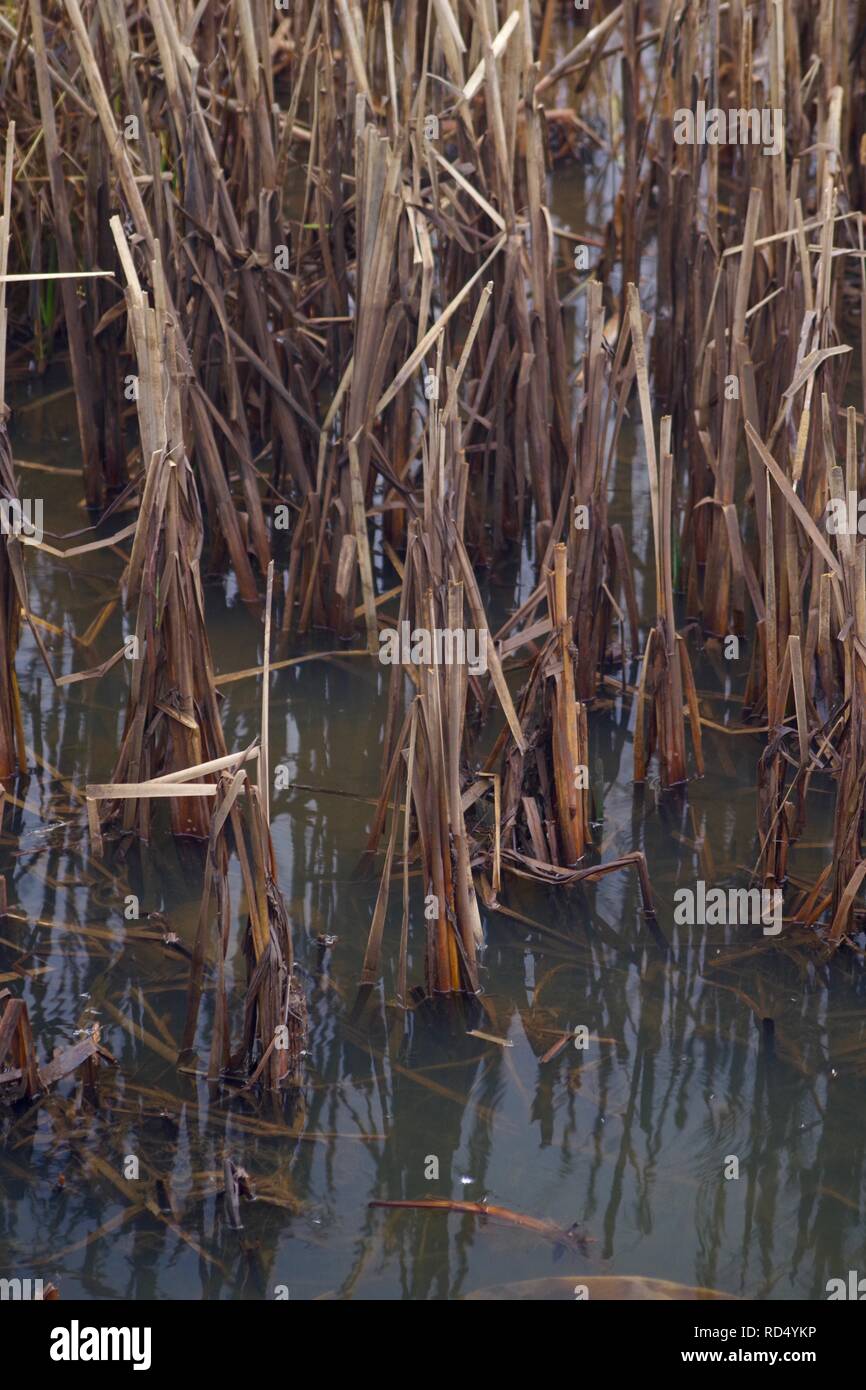 Natural Background of Dead Brown Reeds in a Wetland. Exeter, Devon, UK ...