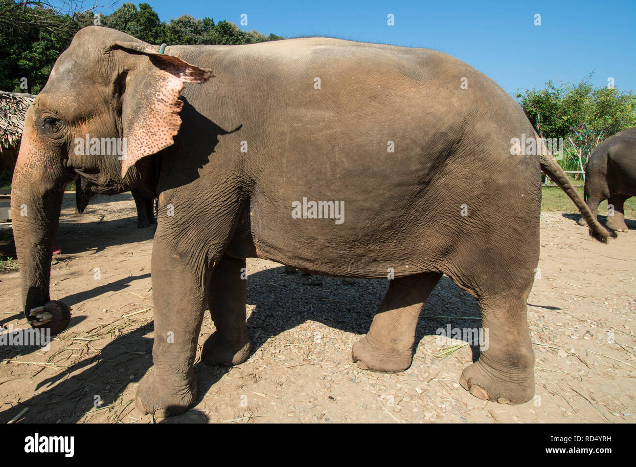 Elephant in Thailand nature reserve park healthy looking large animal ...