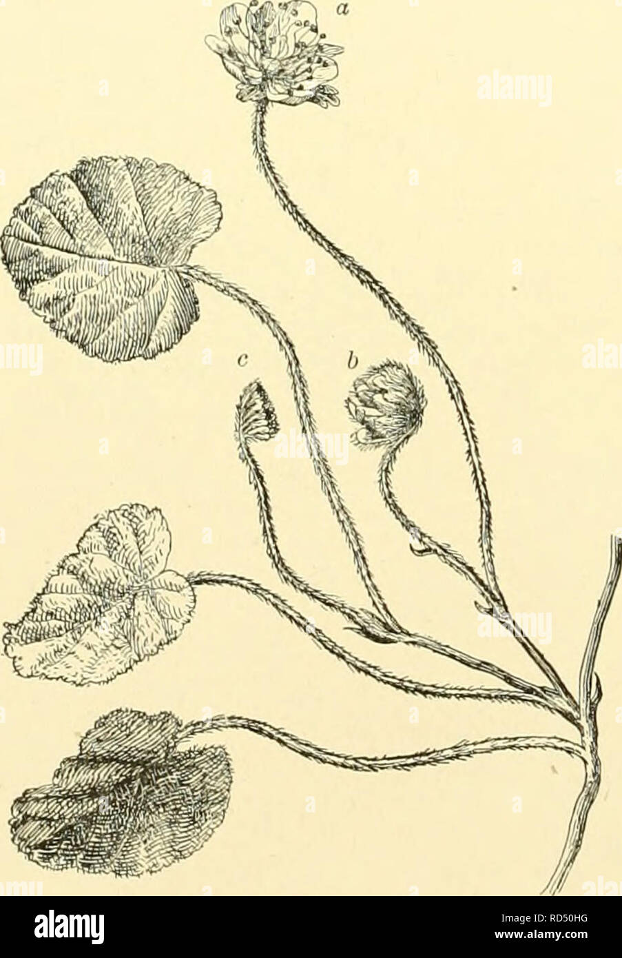 Damnacanthus hi-res stock photography and images - Alamy