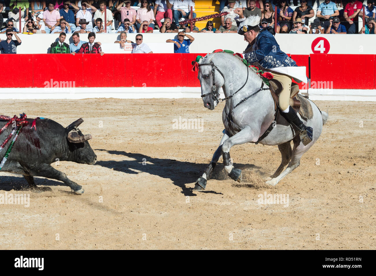 Bullfight in Alcochete. Horseman stabbing banderilla on a bull, Bulls ...
