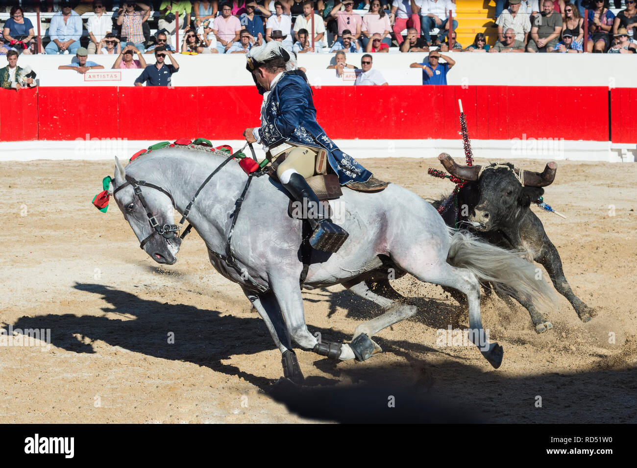Bullfight in Alcochete. Horseman stabbing banderilla on a bull, Bulls ...
