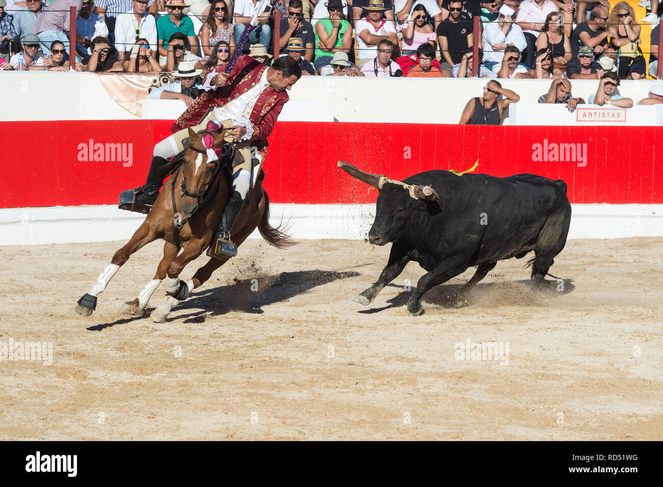 Bullfight in Alcochete. Horseman stabbing banderilla on a bull, Bulls ...