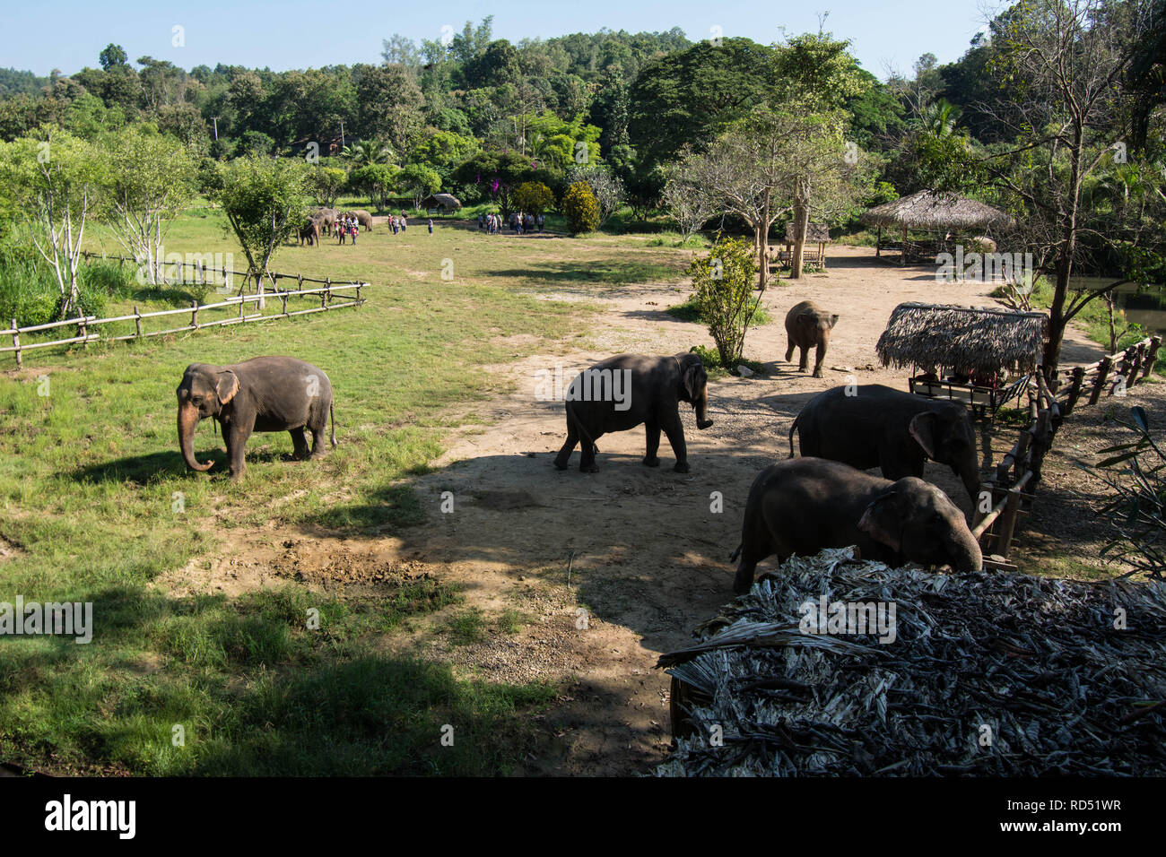 Kanta elephant sanctuary hi-res stock photography and images - Alamy