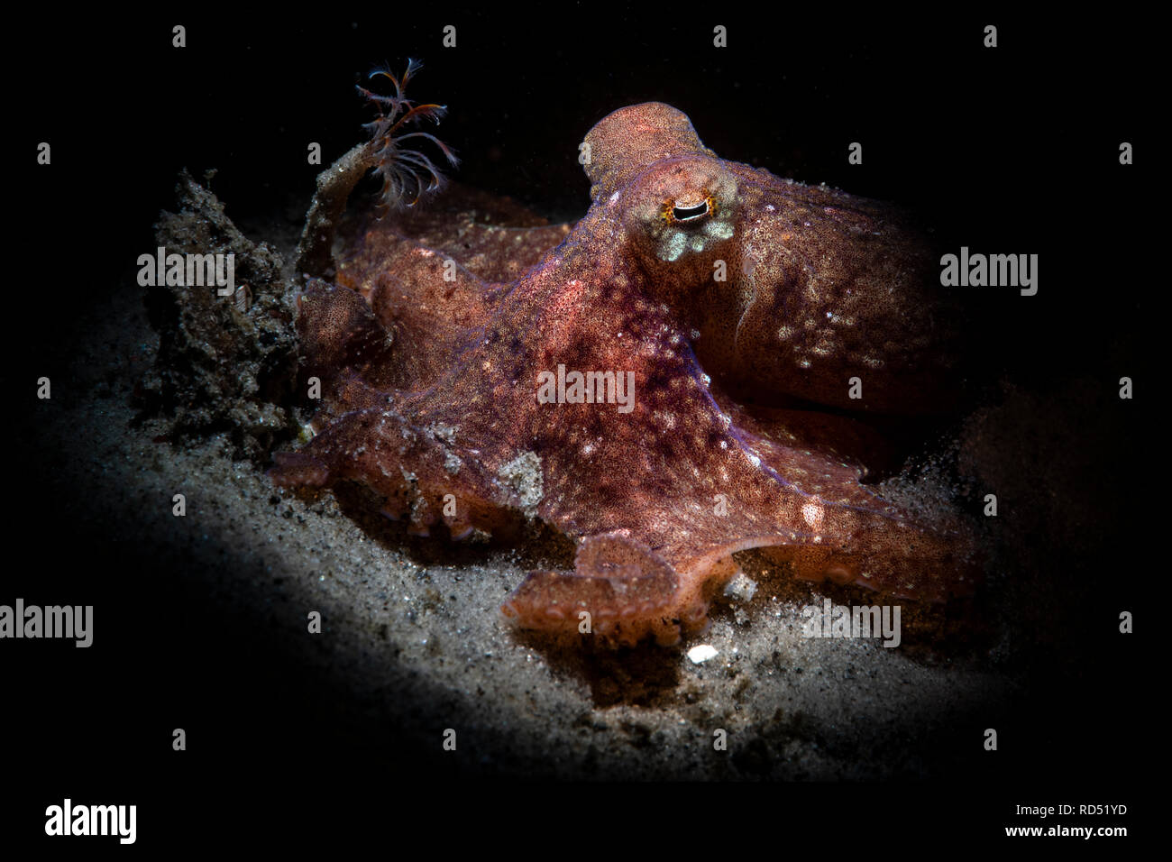Octopus rubescens hi-res stock photography and images - Alamy