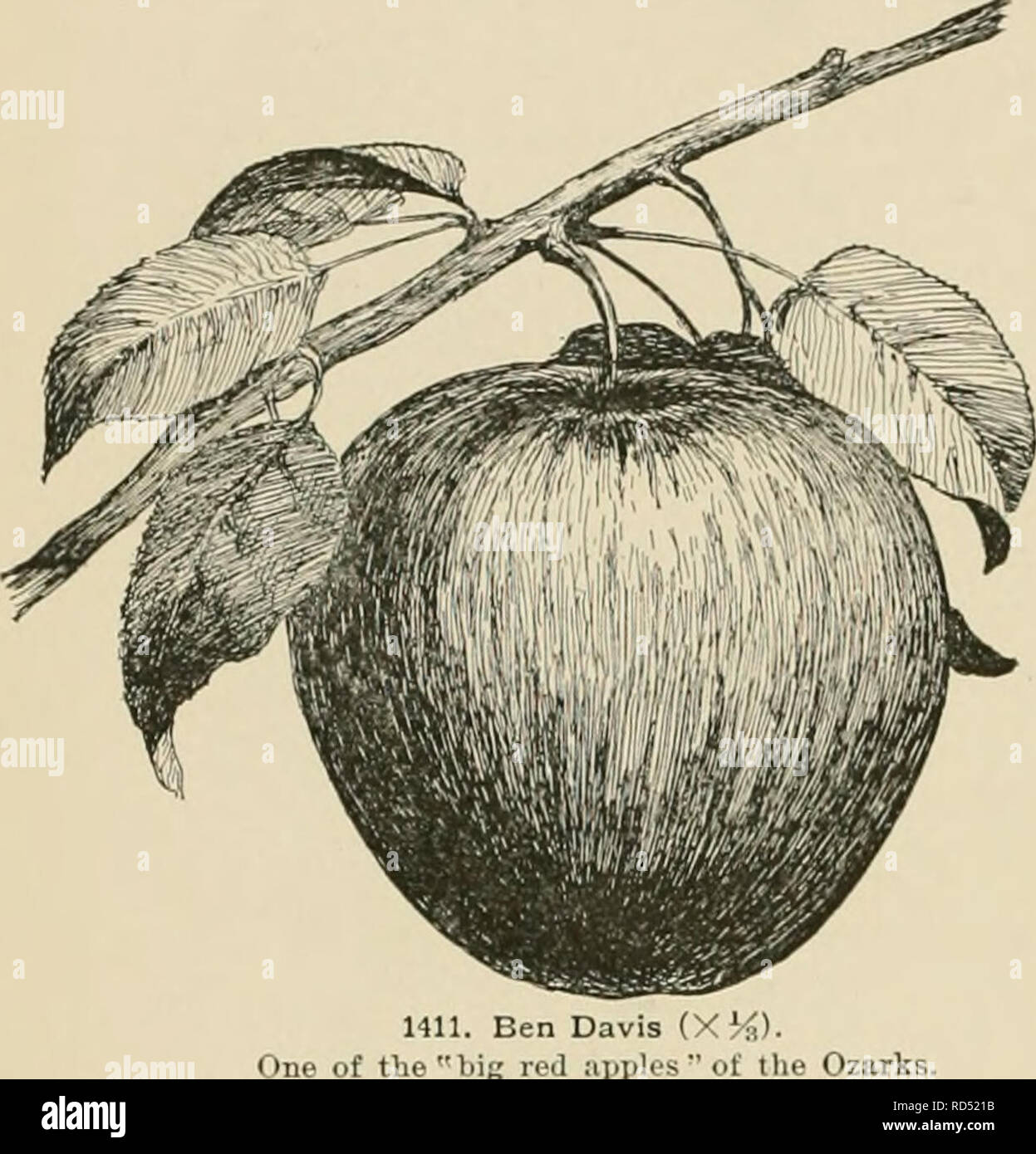 Flinty soil hi-res stock photography and images - Alamy