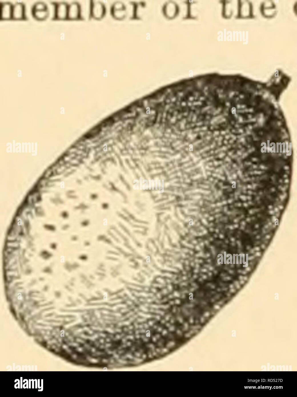 Pappus bristles hi-res stock photography and images - Alamy