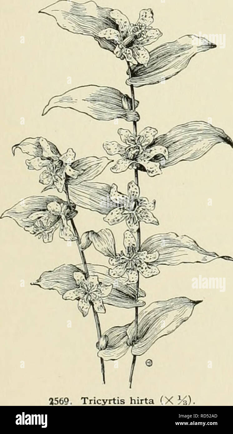 Septicidal Capsule High Resolution Stock Photography and Images - Alamy