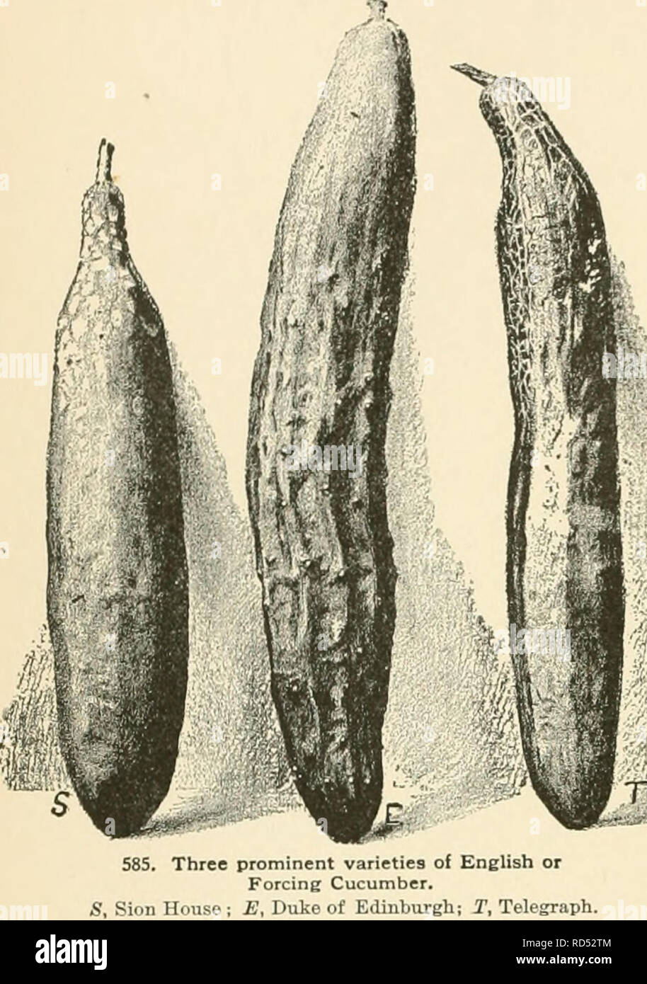 Open flowers provide hi-res stock photography and images - Alamy