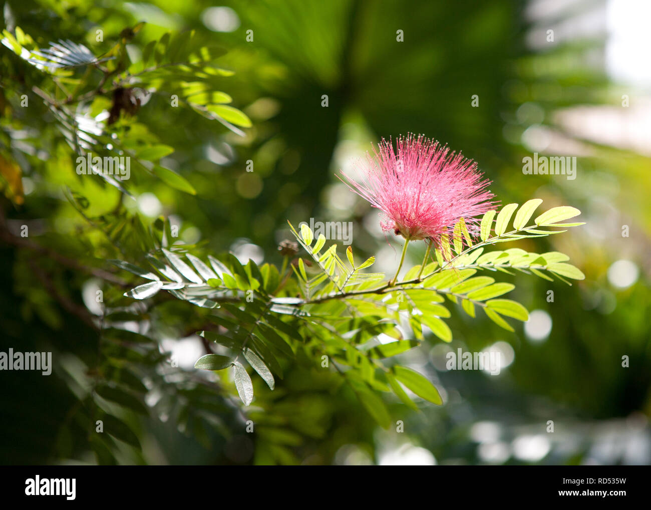 Ohia lehua red flower hi-res stock photography and images - Alamy