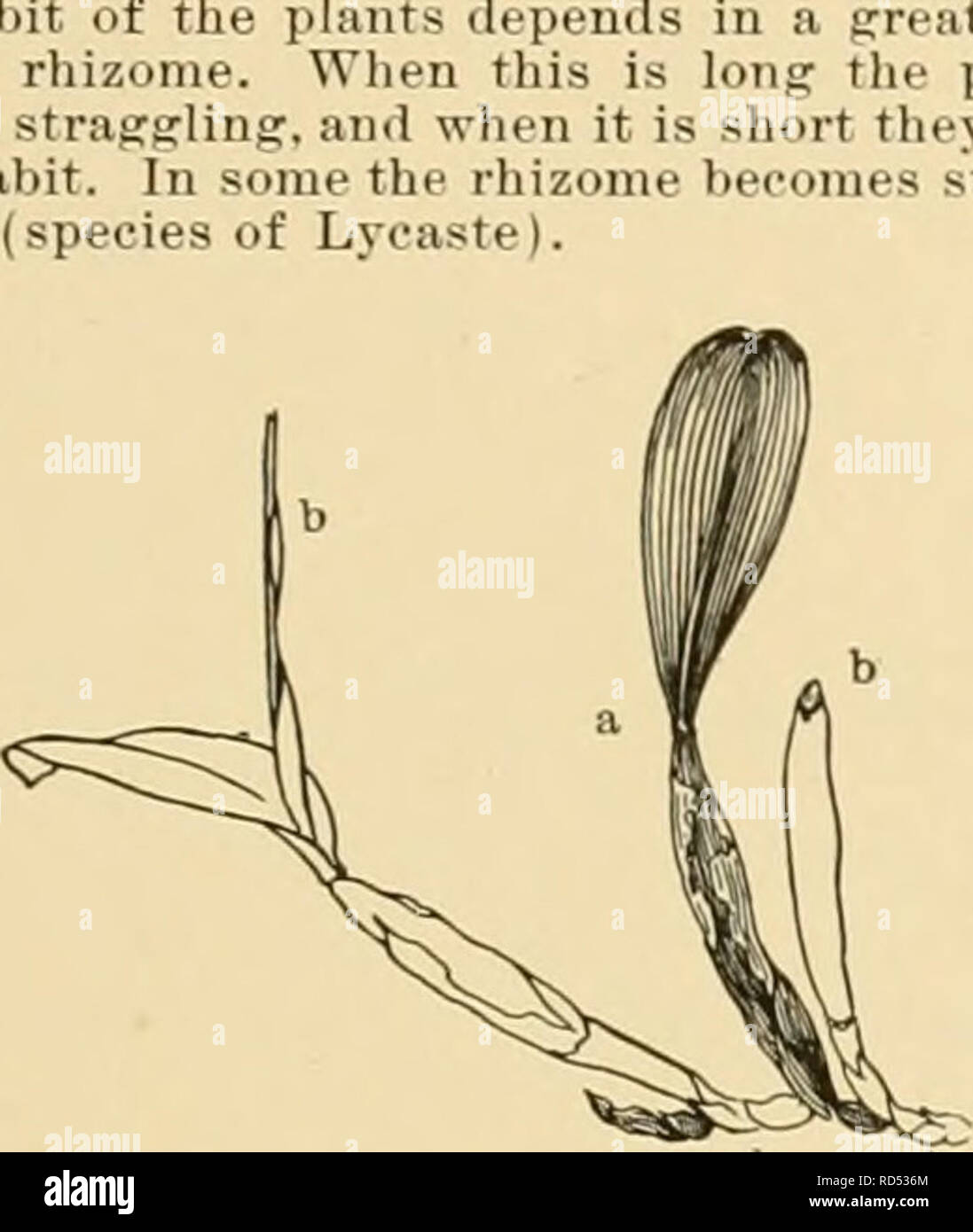 Axillary bud hi-res stock photography and images - Alamy