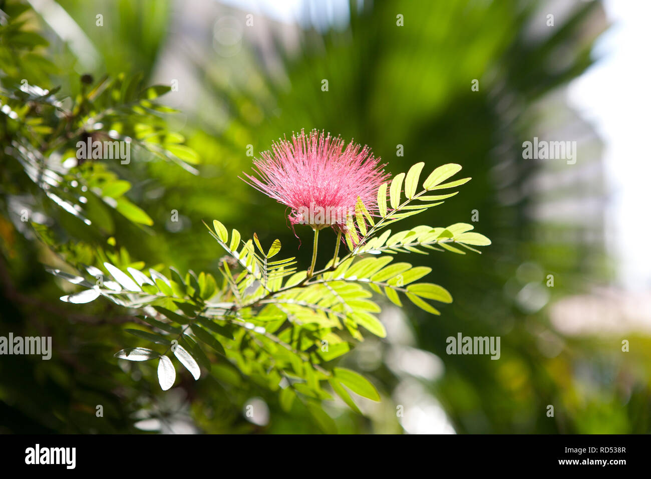 Princess garden hi-res stock photography and images - Alamy