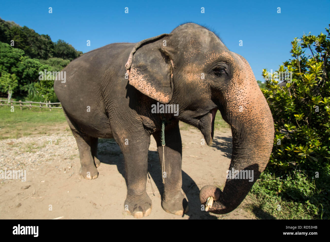 Kanta elephant sanctuary hi-res stock photography and images - Alamy